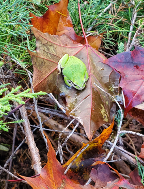 Almost Wild Horticulture – Beautiful gardens focused on thriving ecosystems